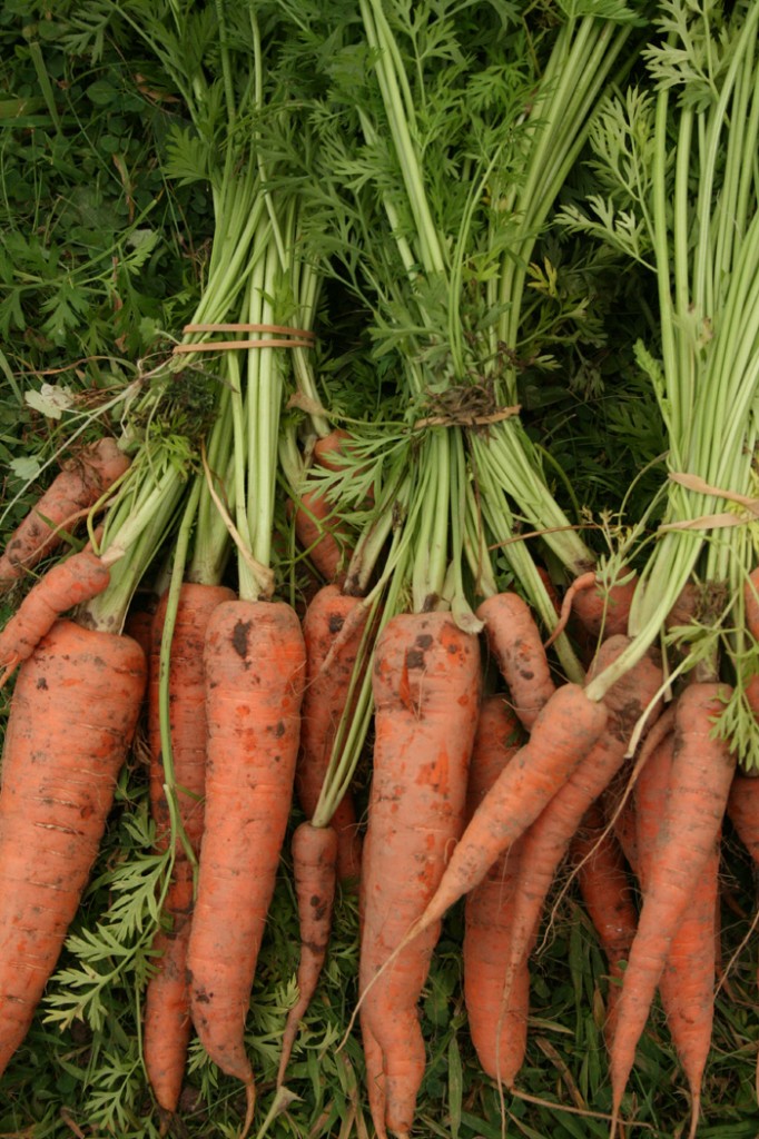 Seasonal local food recipe No.150: Jamie’s best whole-baked baby carrots