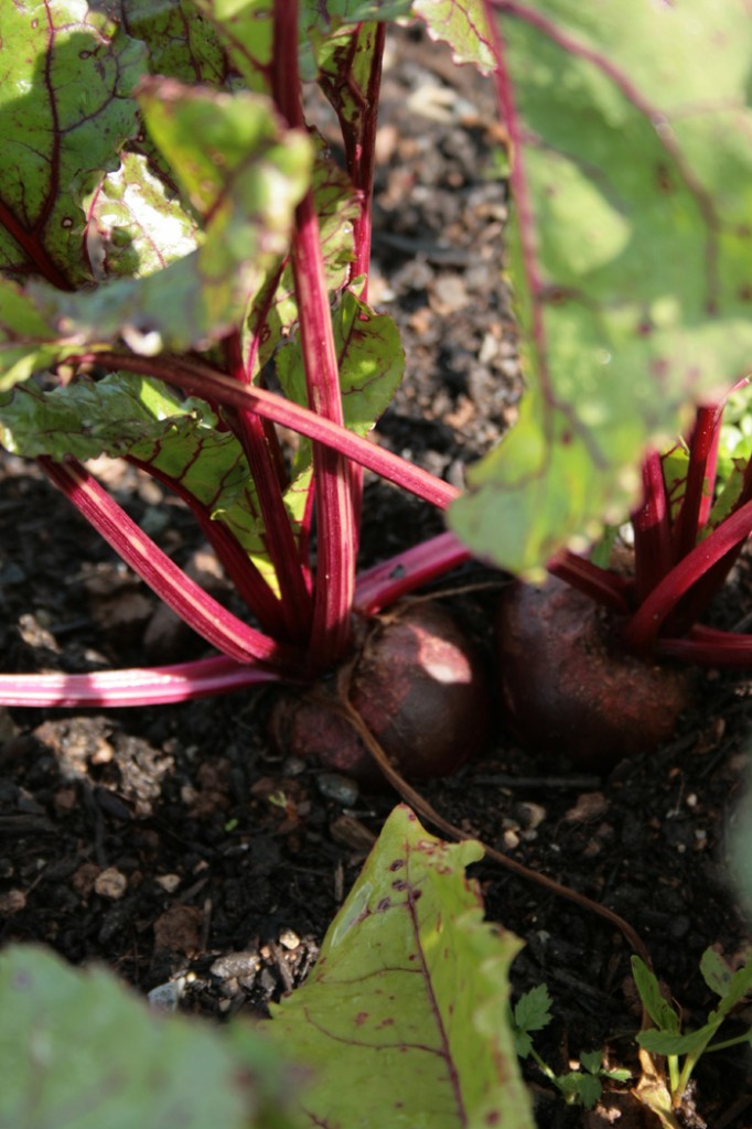 Seasonal local food recipe No. 147: Nigel’s brown lentil curry ...