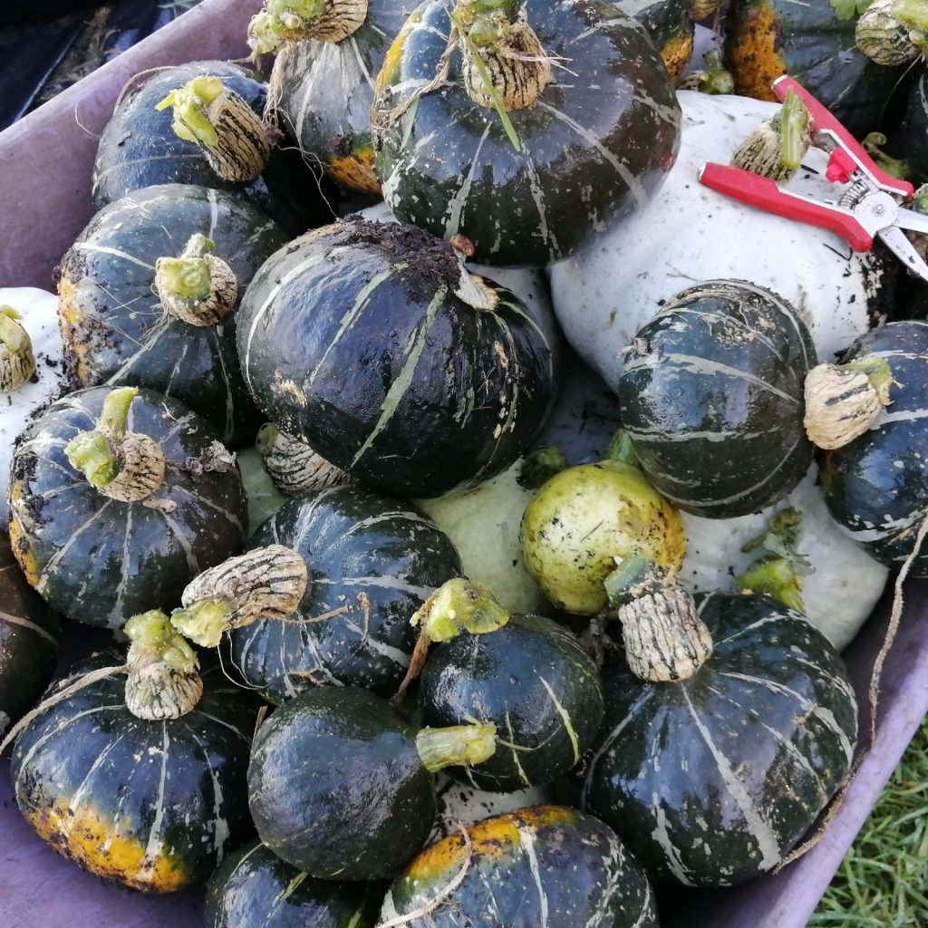 Crown Prince and Bon Bon squash in our veg boxes