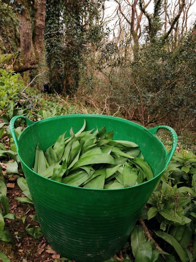 Camel Community Supported Agriculture