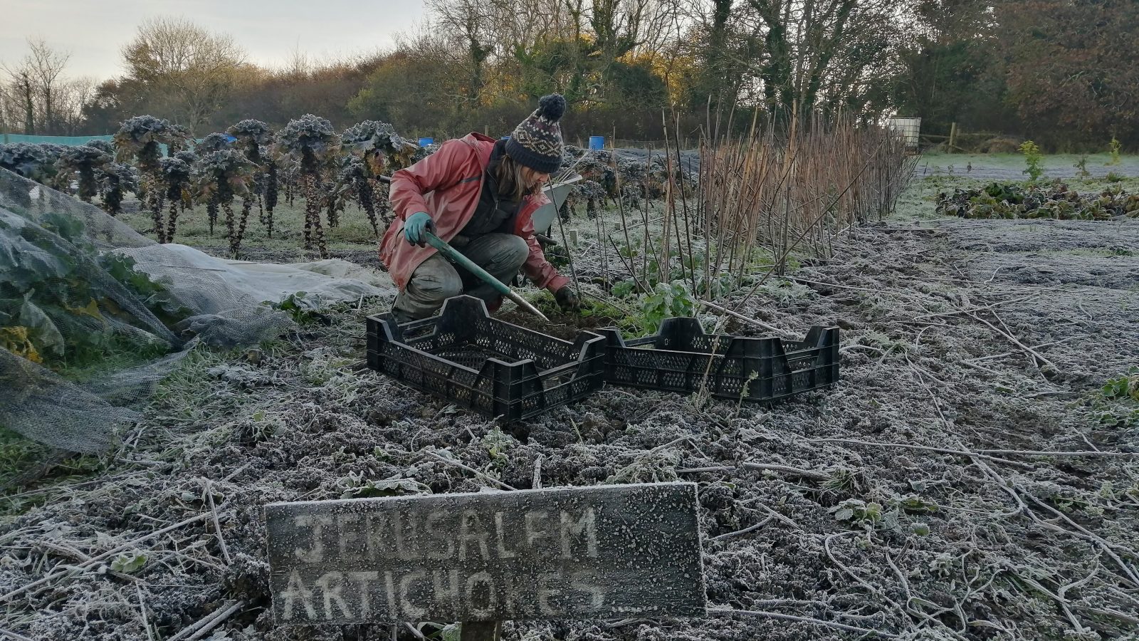 Camel Community Supported Agriculture