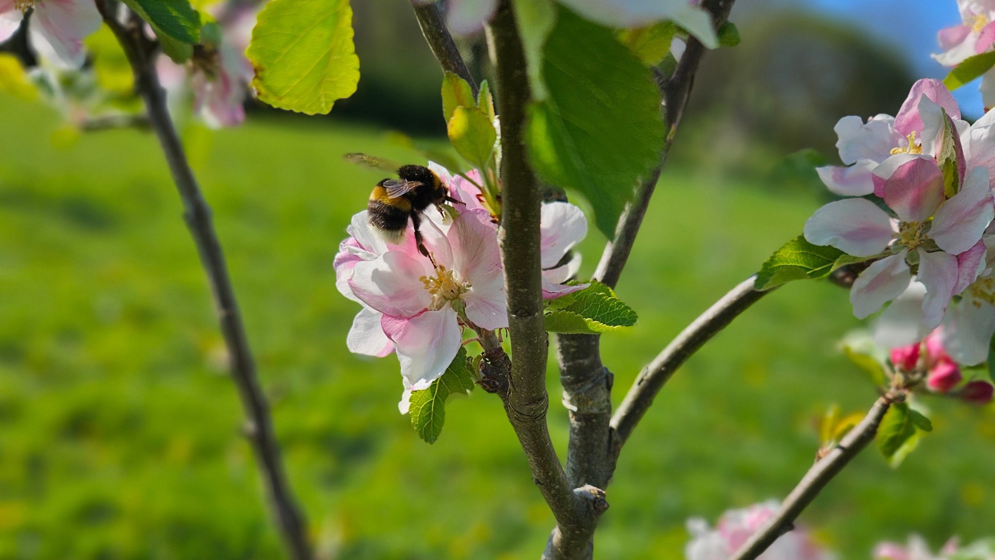 Nature thrives in Camel CSA’s apple orchard at Treraven Farm